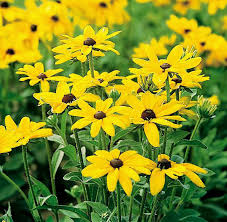 Maryland Native Plants Search