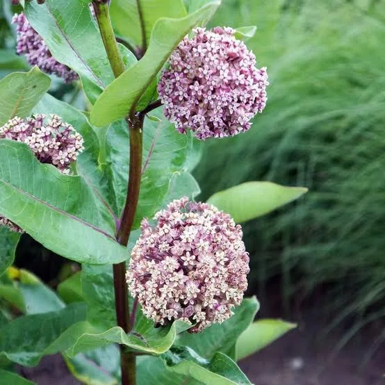Maryland Native Plants Search