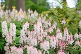Maryland Native Plants Search