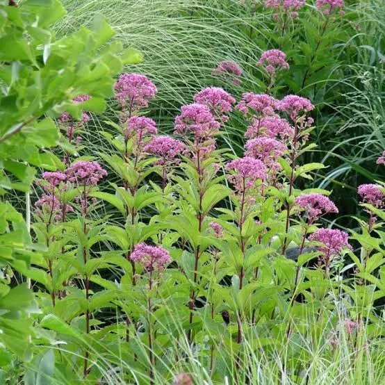 Maryland Native Plants Search